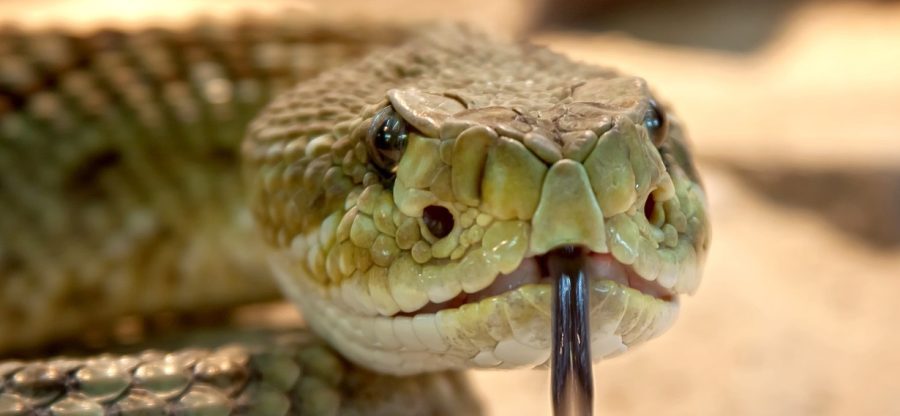 ¿Qué es el pársel?